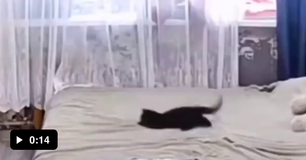 Momma cat fixes bed after her kitten messed it up - 9GAG
