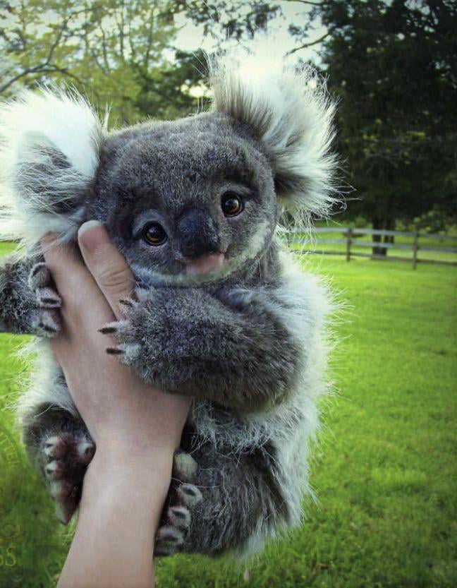 The definition of adorable in a tiny package. - 9GAG