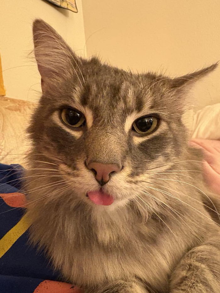 Blep - 9GAG