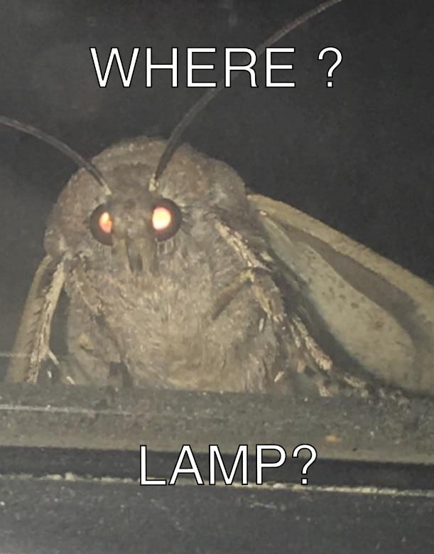Can we get some new moth memes? - 9GAG