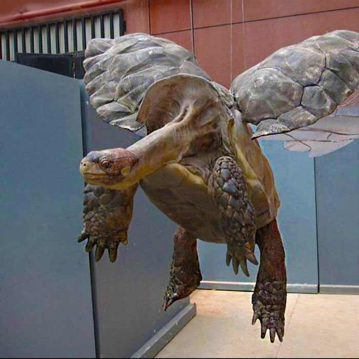 Flying Koopa - 9GAG