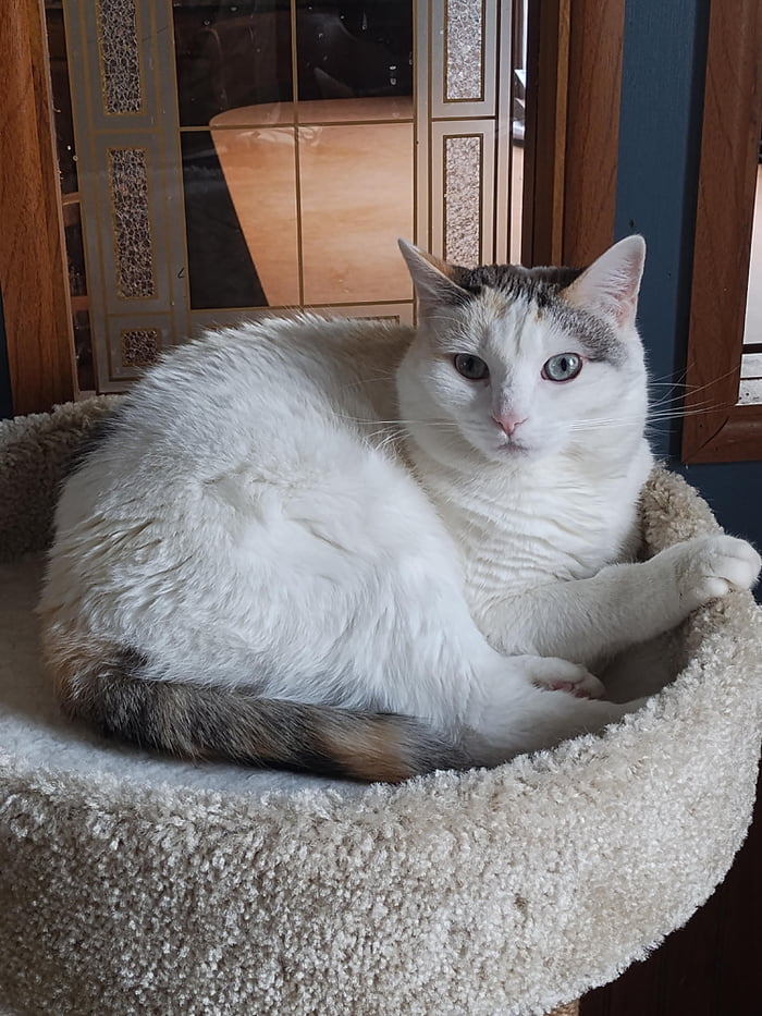 Meet Molly. Don't let those blue eyes full you haha she's a brat - 9GAG