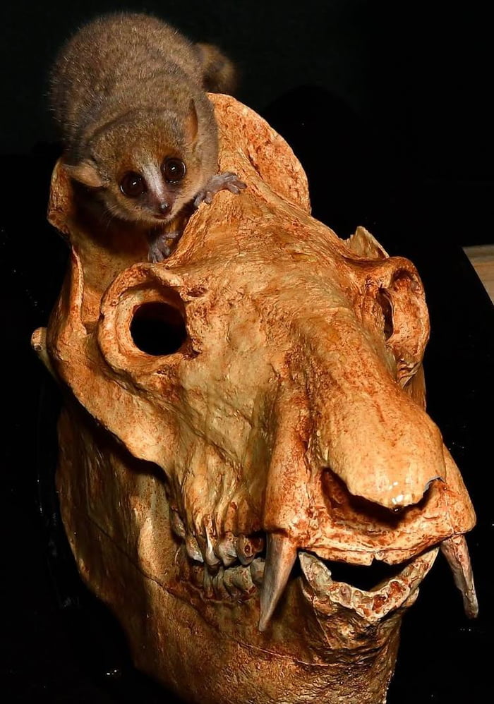 Of a skull belonging to the extinct Megaladapis, AKA The Koala Lemur ...