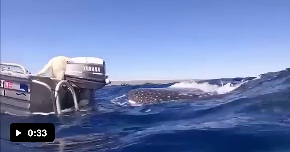 Captain Doggo on patrol - 9GAG