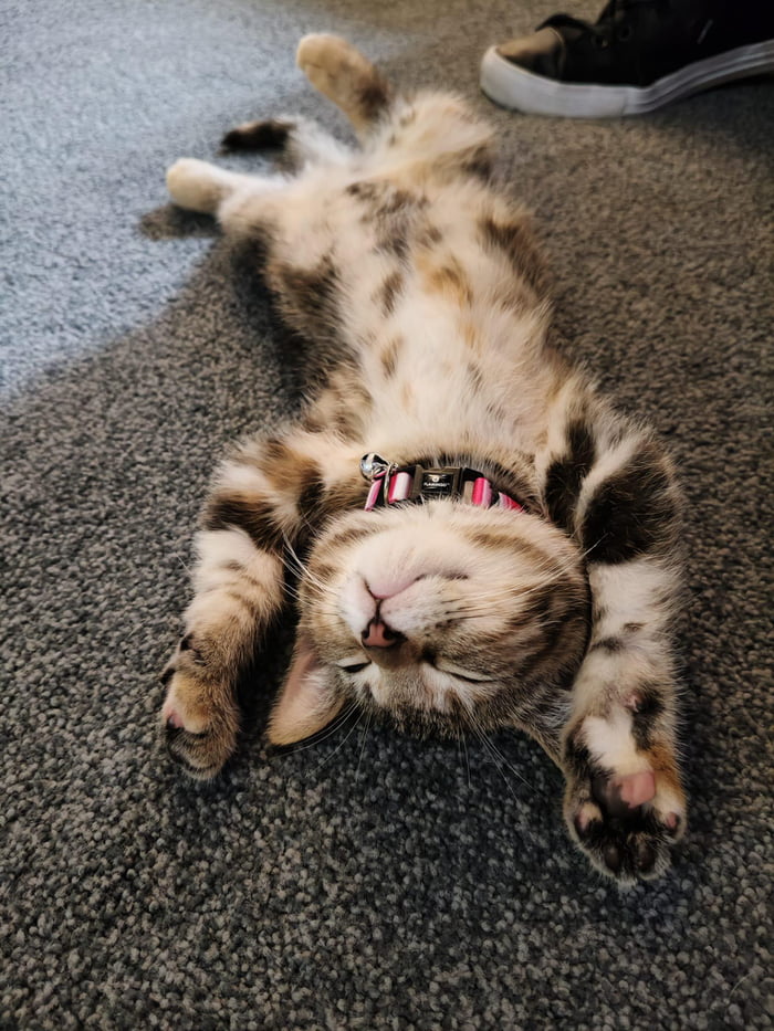 Sleepy kitten - 9GAG