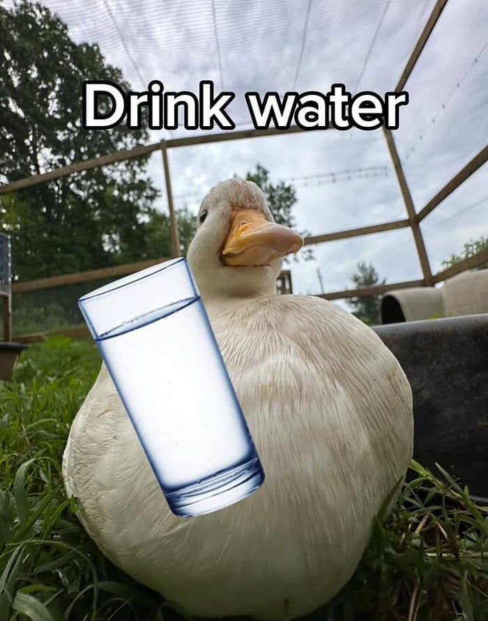 Listen to the duck, stay hydrated - 9GAG