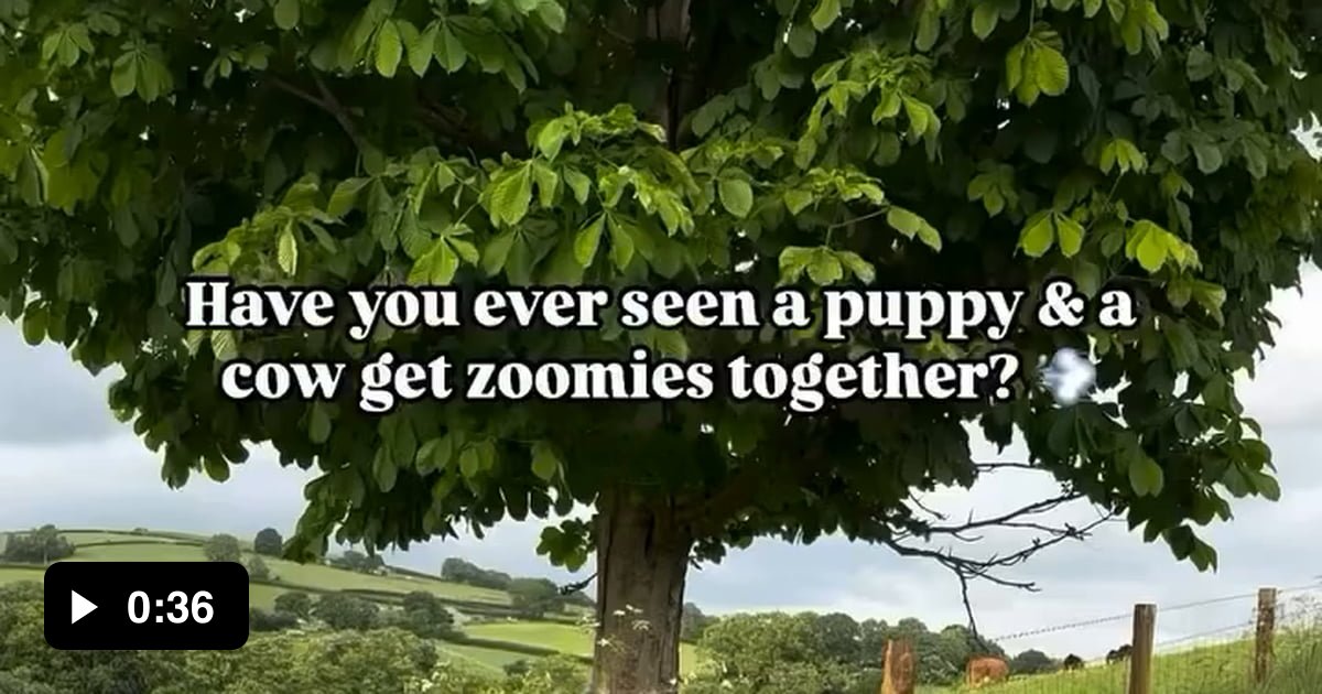 An unlikely friendship formed on the farm - 9GAG