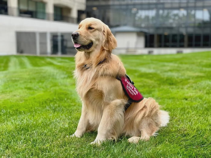 Harrison, a 3-year-old Golden Retriever therapy dog, has brought plenty ...