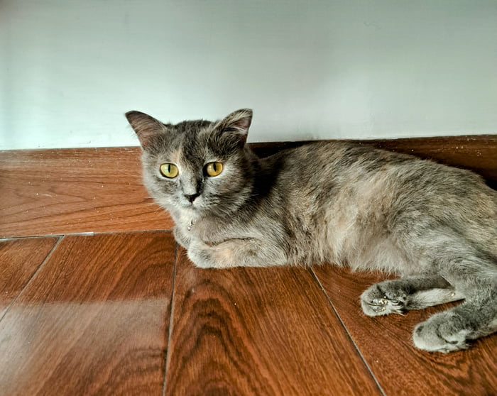 Idk if we still doing the cat trend but heres Maya. Thanks cat ...