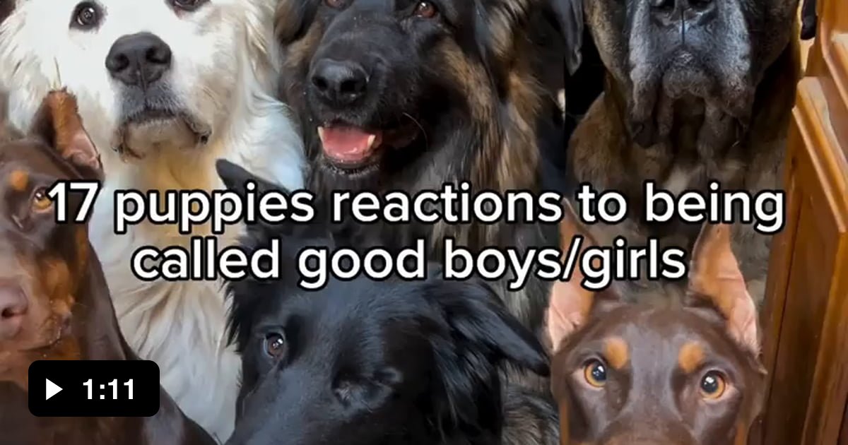 So many good boys! - 9GAG