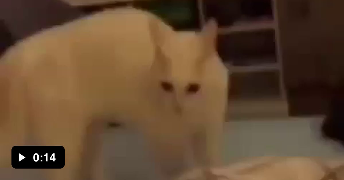 Cats always do the most random stuff 😹😹 - 9GAG