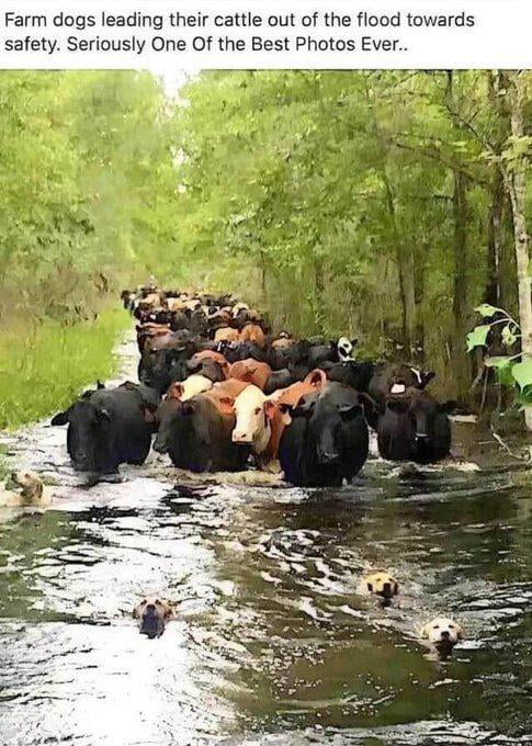 Livestock Guardian Dogs Leading Cattle Safely Out Of Flood Waters - 9GAG