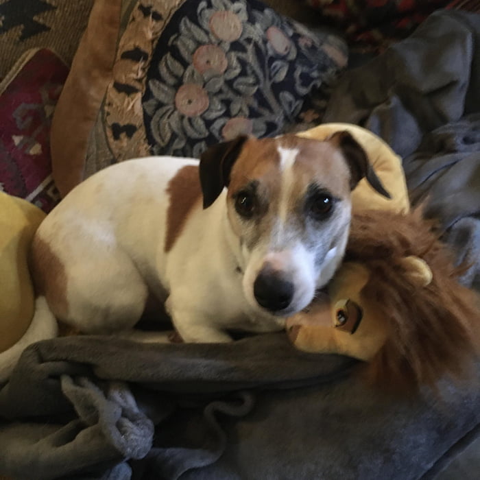 Charlie. Jack Russell - 9GAG