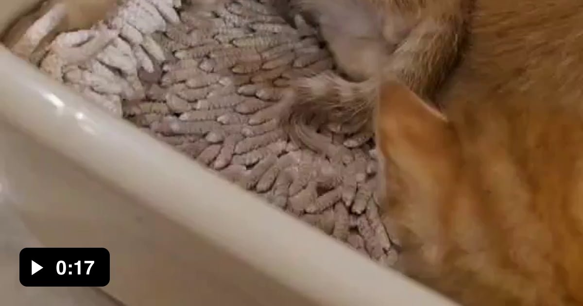 Aggressively cute orange smol - 9GAG