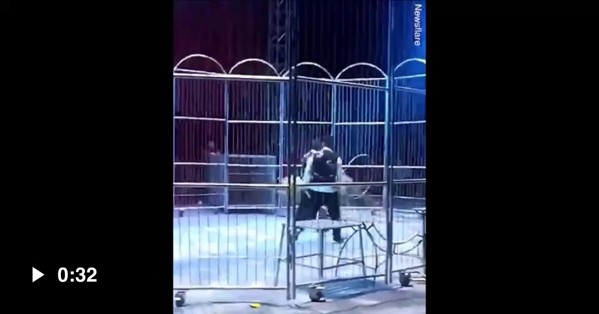 Two lions escape circus cage - 9GAG