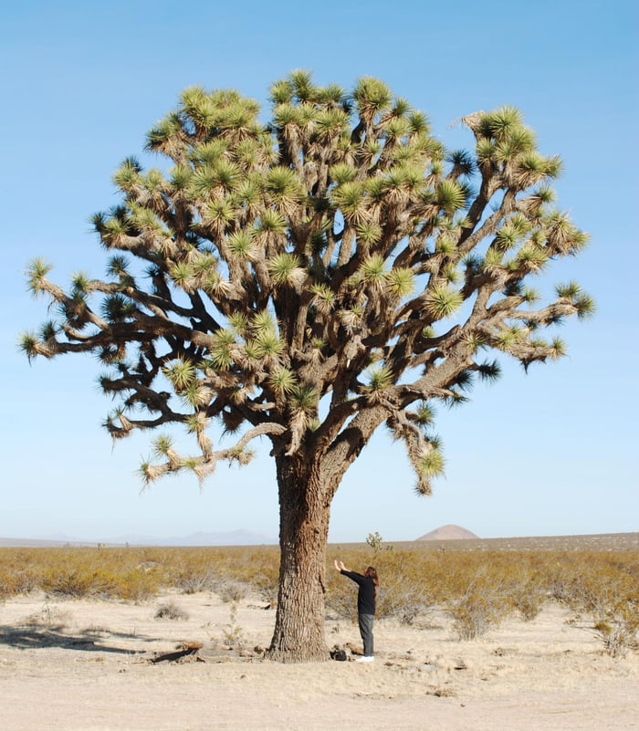 Of a Joshua Tree - 9GAG