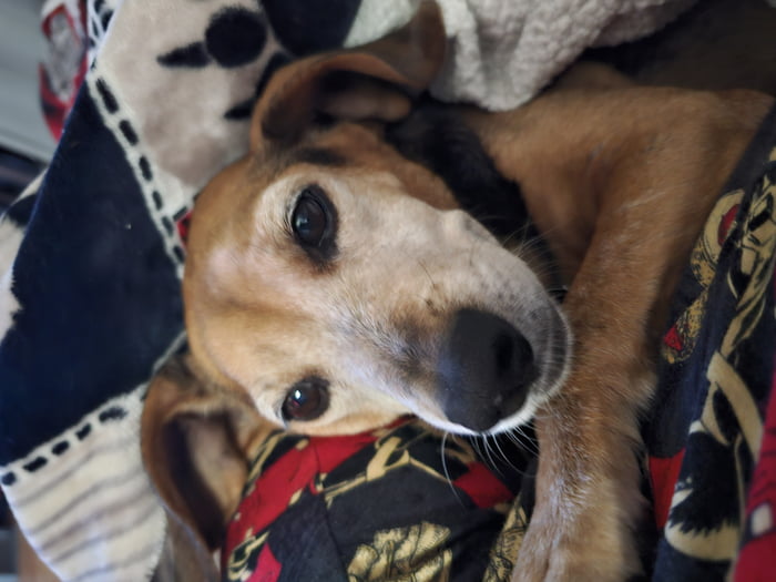 Pepper the pupper - 9GAG