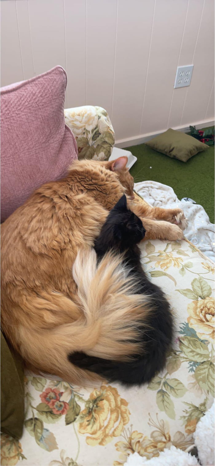 Cuddle puddle - 9GAG