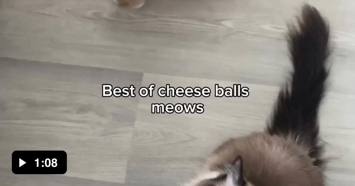 Cat alarm clock - 9GAG