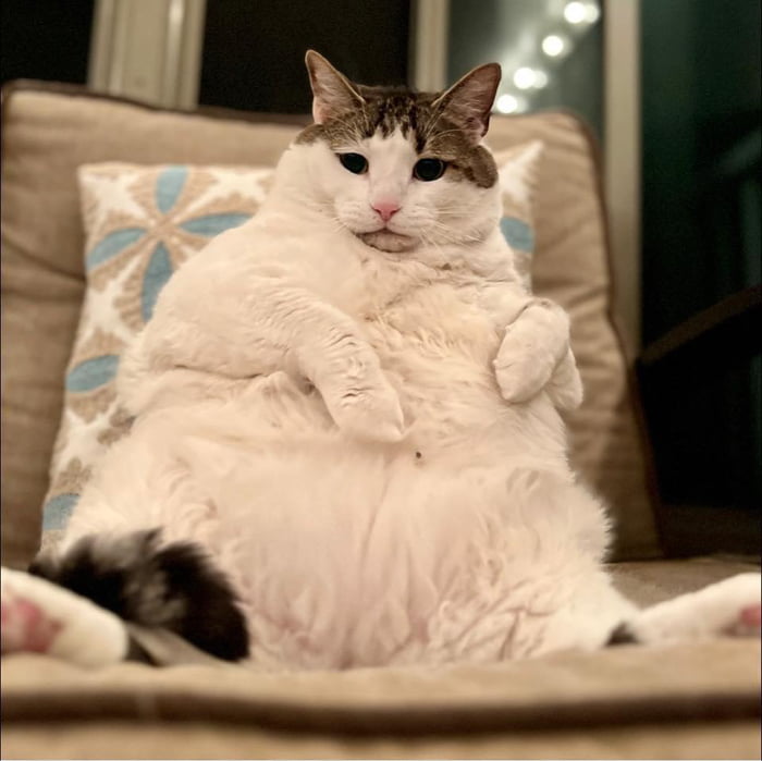 Peaches the Fat Cat! - 9GAG