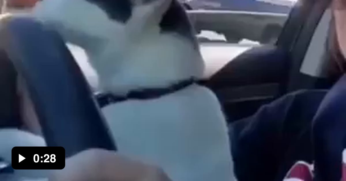 Very attentive driver - 9GAG