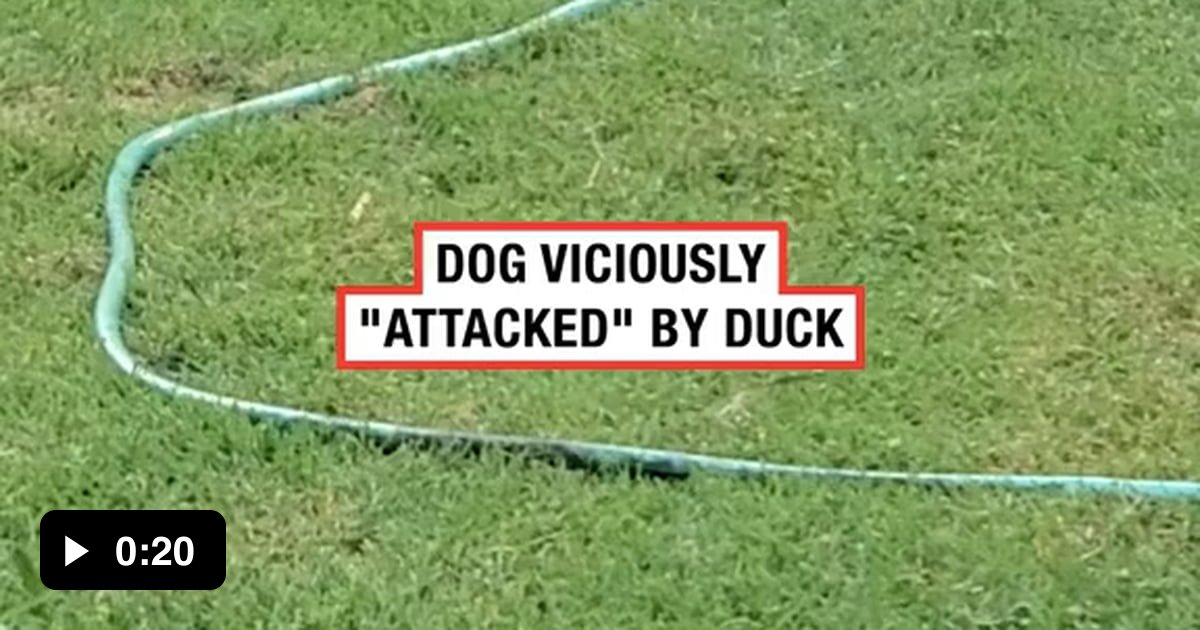 Dog & Duck - 9GAG