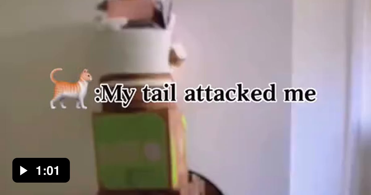 Cats when they use 101% of their brains. - 9GAG