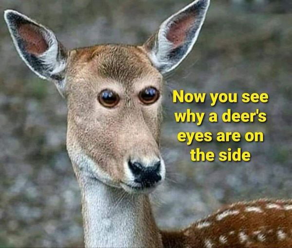 DEER EYES! - 9GAG