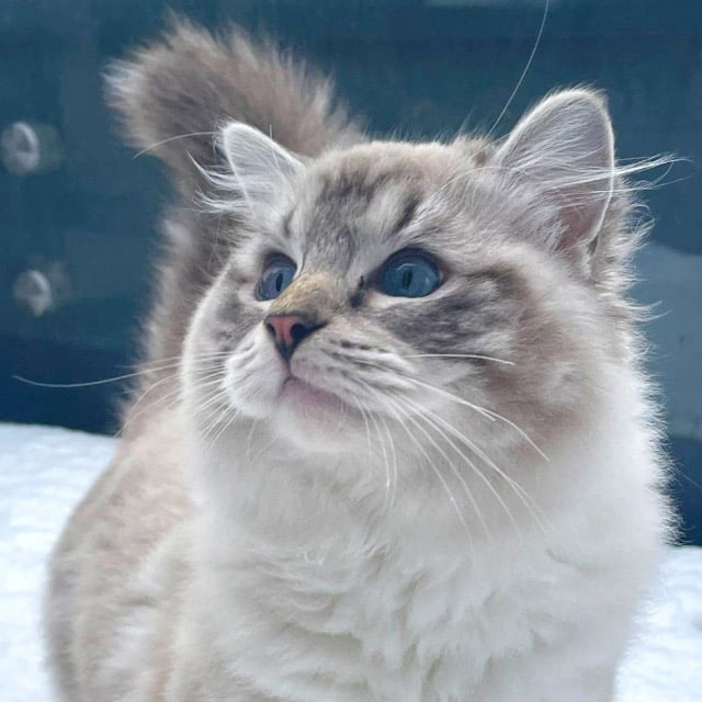 Since we are posting cats! Here’s Goji, the blue eyed princess - 9GAG