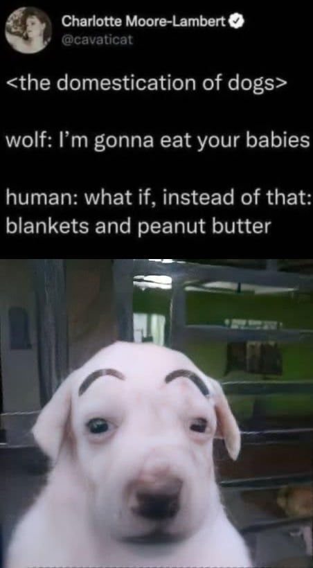 Domestication of dogs - 9GAG