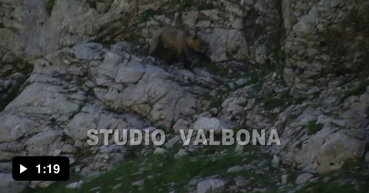 Ater being hunted allmost to extintion in the 90 the brown bear ...