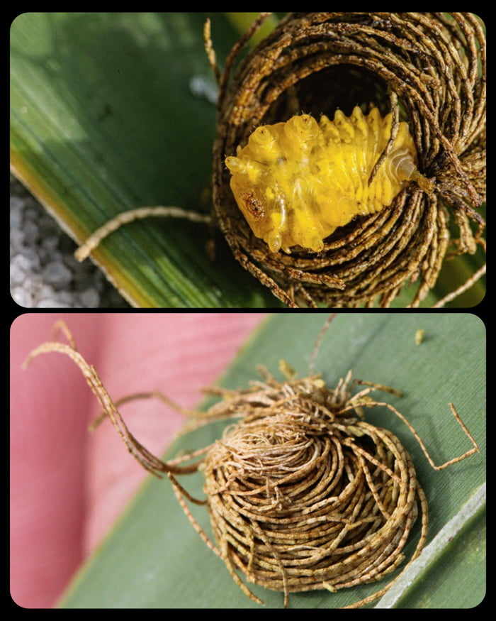 The Palmetto Tortoise Beetle: the larvae of this species produce long ...