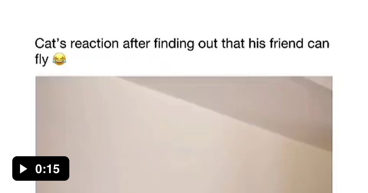 Cat discovers friend can fly - 9GAG