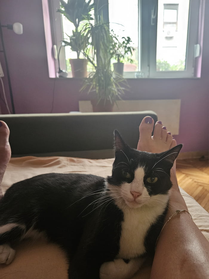 Middle of the summer with Žiži - 9GAG