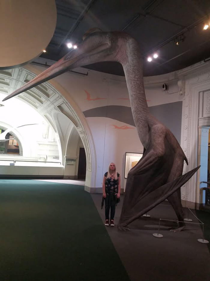 The true size Quetzalcoatlus, compared to a normal person - 9GAG