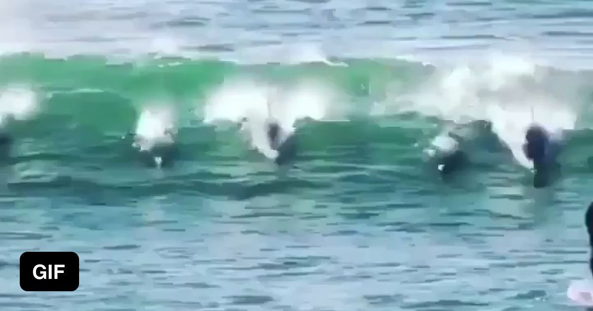 Dolphins can be dicks too - 9GAG