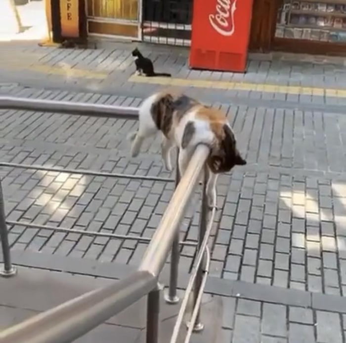 This cat looks defeated - 9GAG