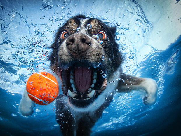 Underwater doggo - 9GAG