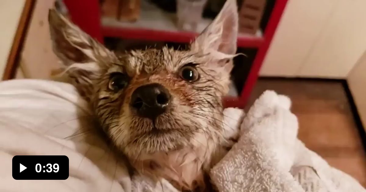 Guy comforts an Injured Coyote he rescued after giving it a post-flea ...