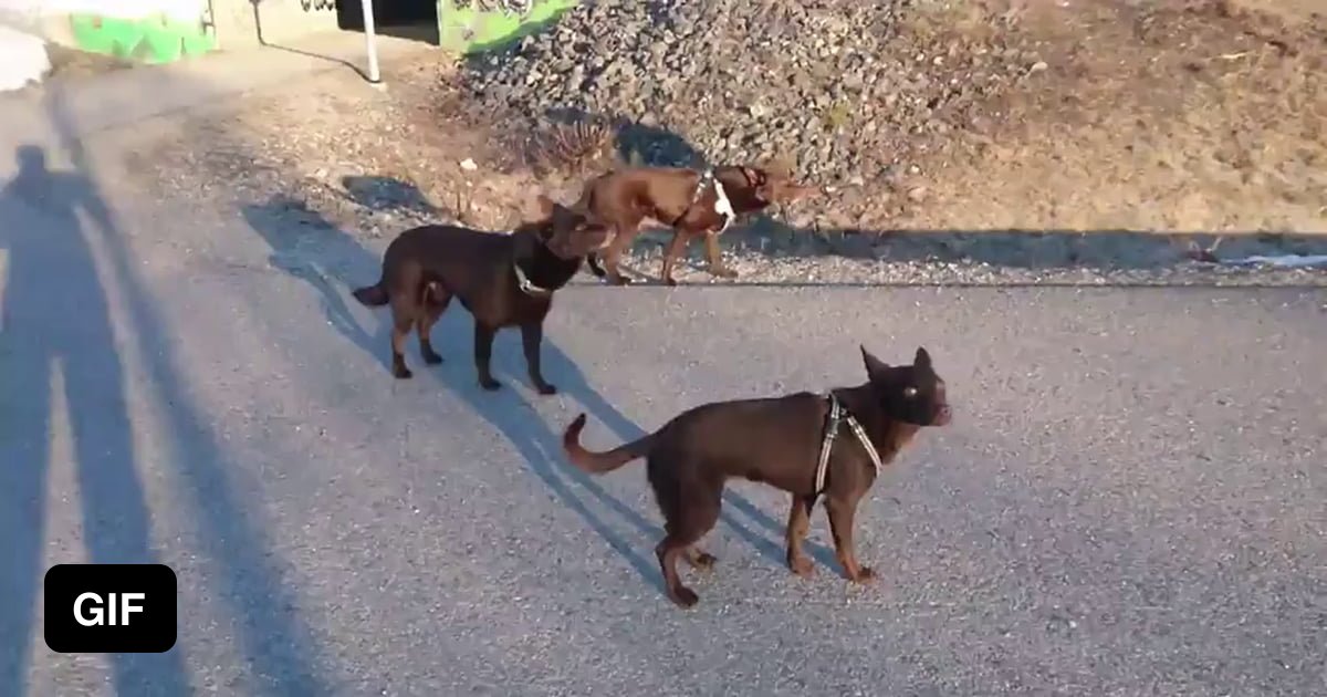 A well trained dogs look like a glitch in the Matrix - 9GAG