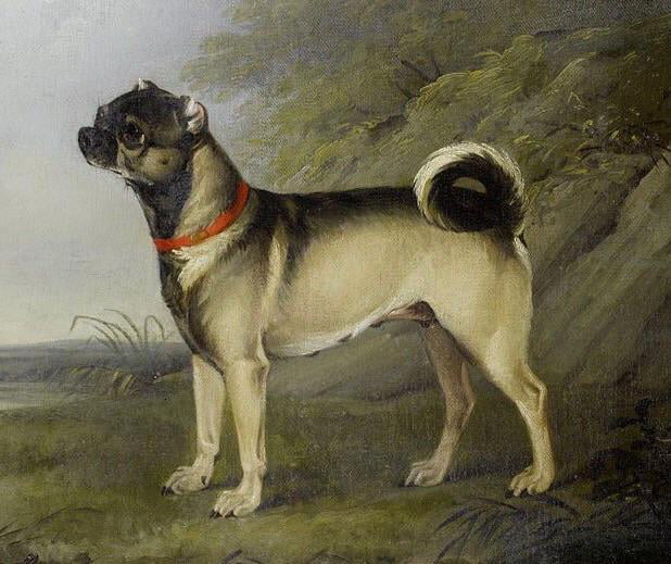 A depiction of what the Pug looked like in 1802 - 9GAG