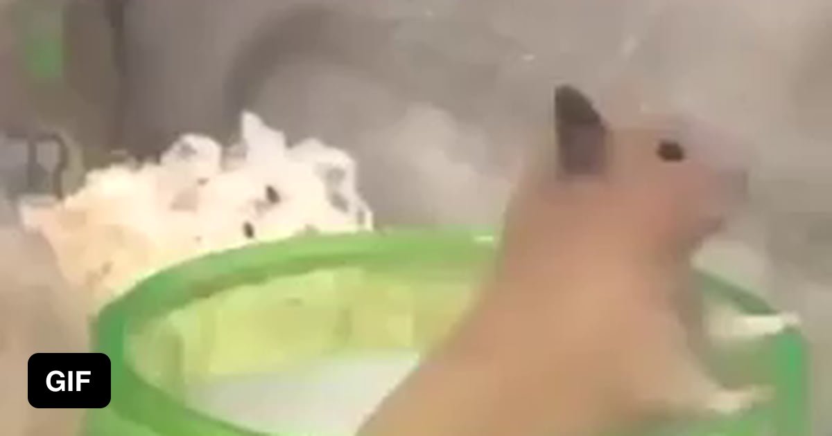 This lil hamster is mesmerized - 9GAG