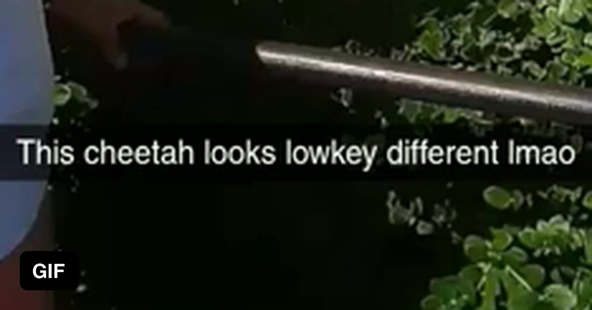 Weird looking cheetah - 9GAG