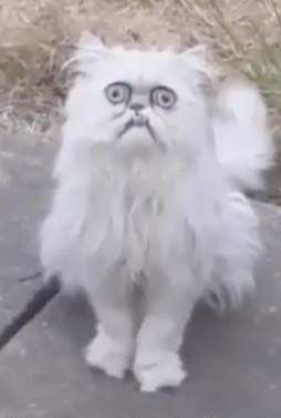 Someone please make a meme out of Crack Cat - 9GAG