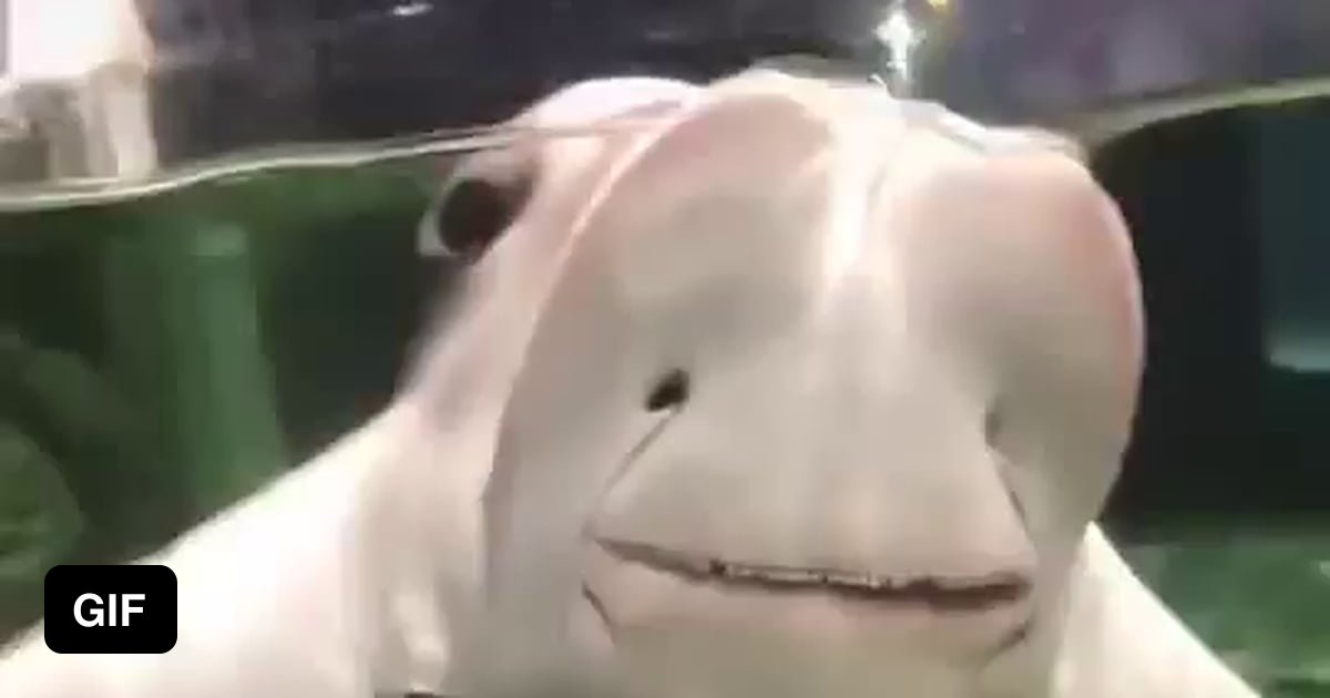 Hello Everybody - 9GAG