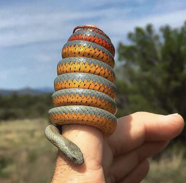 Snake coiled perfectly around this guy's thumb - 9GAG