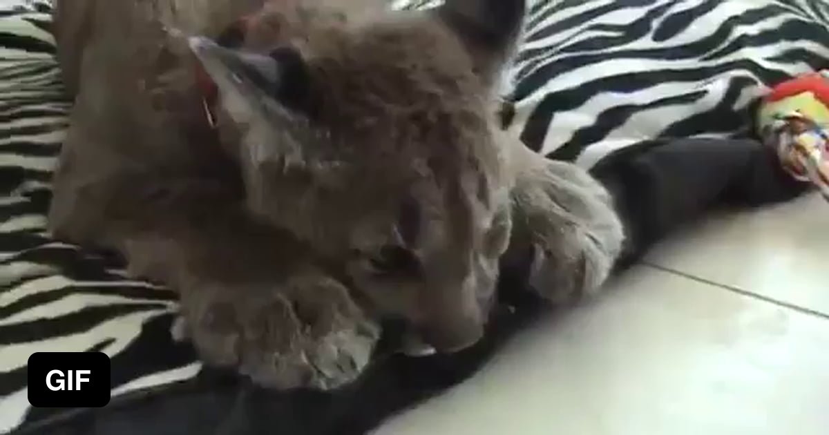 Big sleepy catto - 9GAG