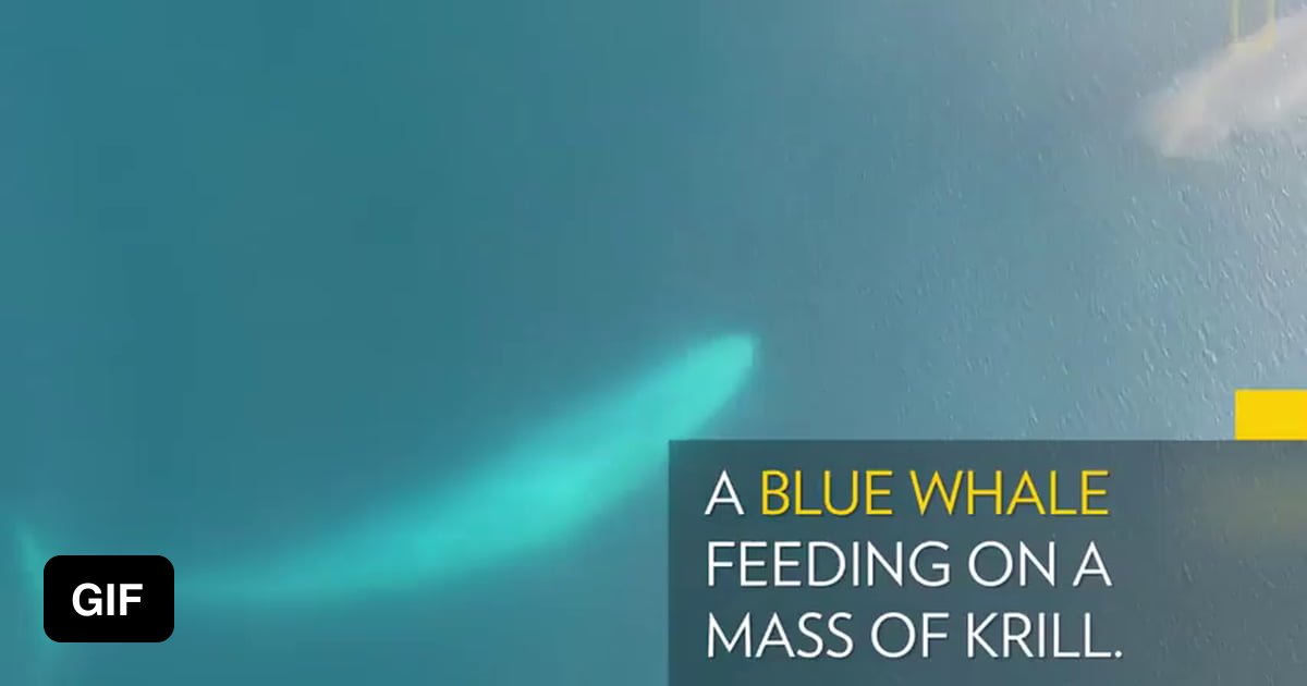 Blue whale eating a school of krill - 9GAG