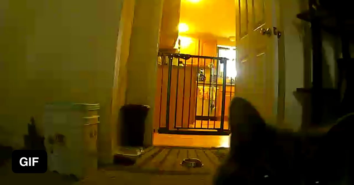 Cat taps security camera into Dark Mode - 9GAG