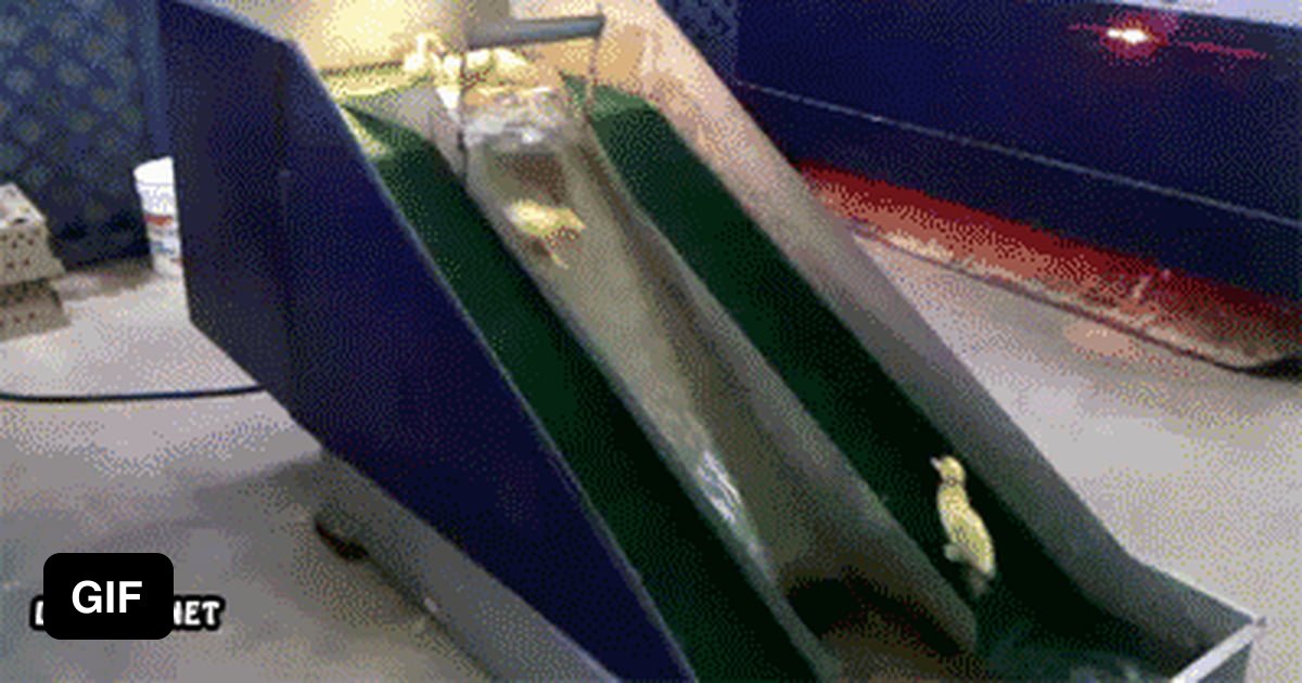 Baby ducks on a water slide - 9GAG